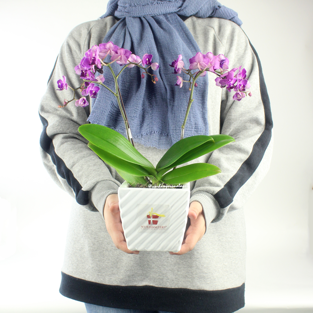 Mini Phalaenopsis Orchid | Deepavali Gifts 2025 | Nurhampers